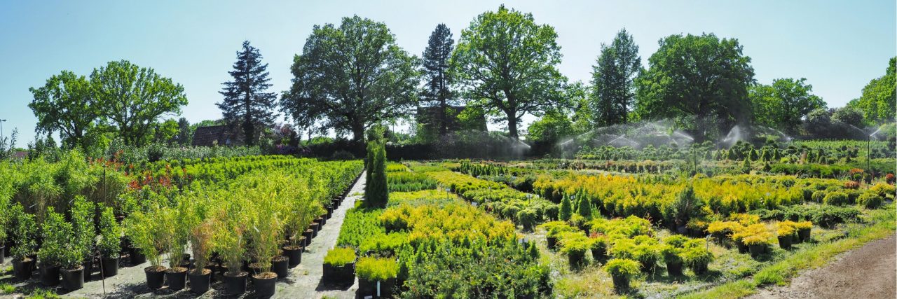 Sales and Stock Portal for Horticultural Specialists Botanica Nurseries